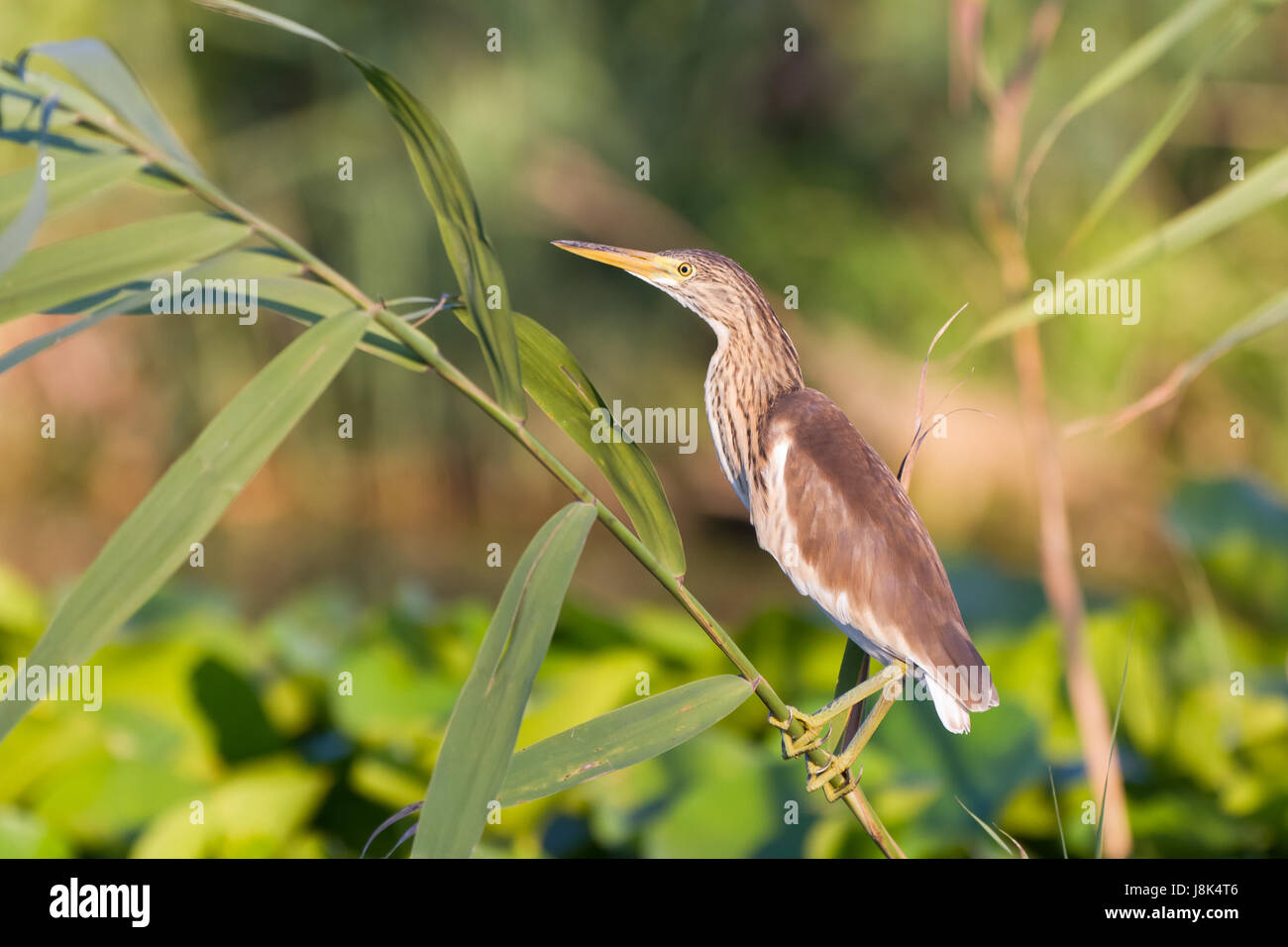 bird, green, wild, spring, bouncing, bounces, hop, skipping, frisks ...
