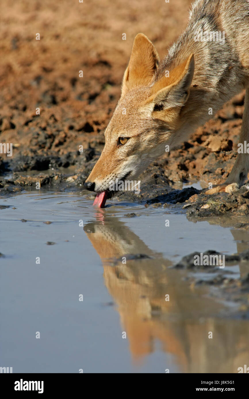 drink, drinking, bibs, animal, mammal, wildlife, jackal, water, nature ...
