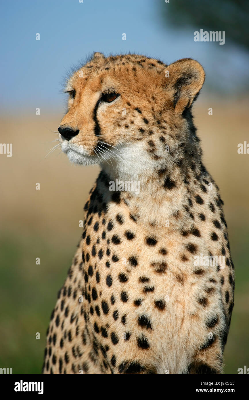 africa, portrait, wildlife, predator, African, cat, big cat, feline ...