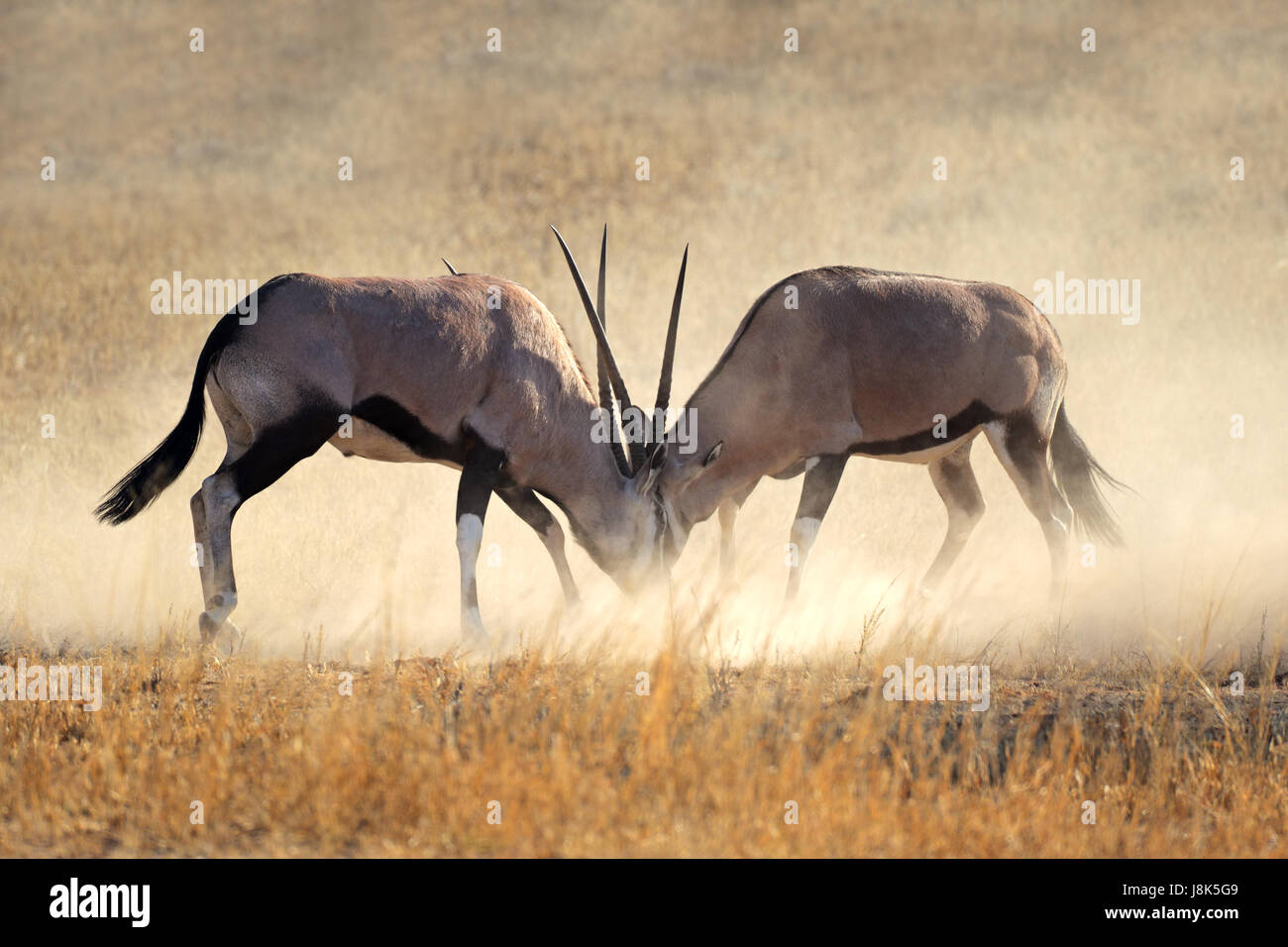 fight, fighting, safari, antelope, horns, aggression, aggressive ...