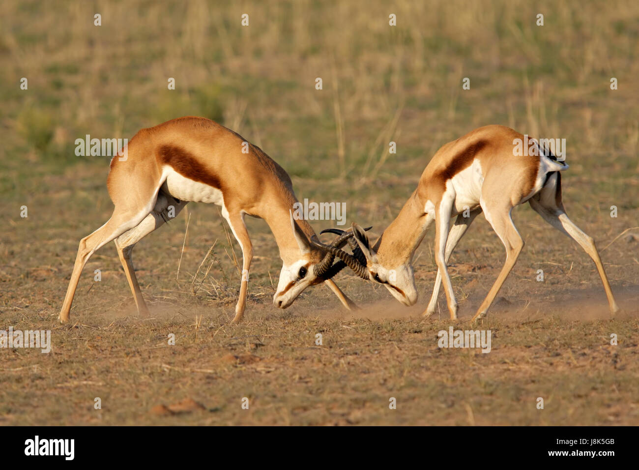 fight, fighting, wildlife, south africa, antelope, park, desert ...