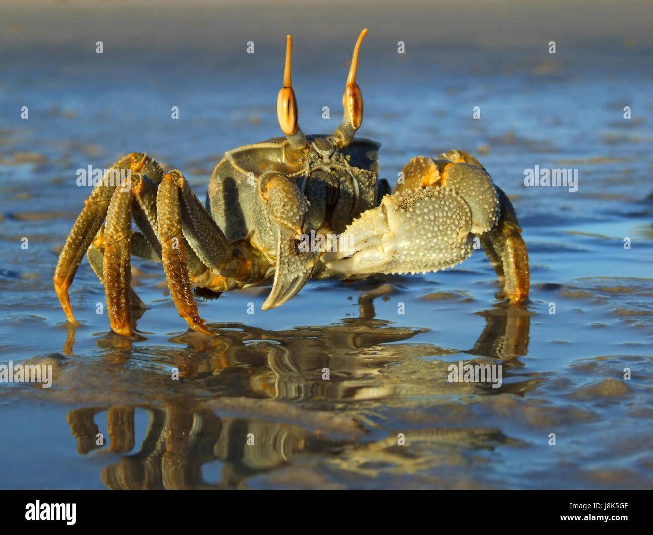 ghost, coast, claws, crab, crustacean, mozambique, legs, blue ...