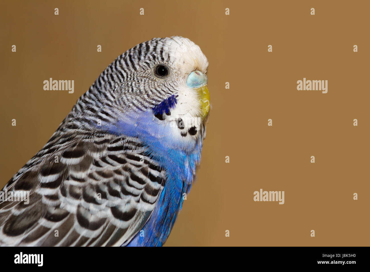 Budgie portrait hi-res stock photography and images - Alamy