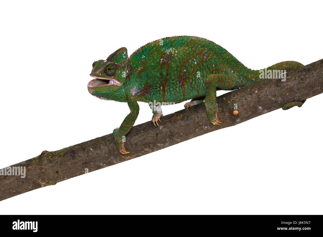 eye, organ, reptiles, chameleon, squint, head, fodder, animal, pet ...