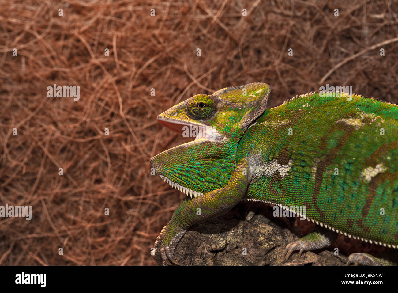eye, organ, reptiles, chameleon, squint, head, fodder, animal, pet ...