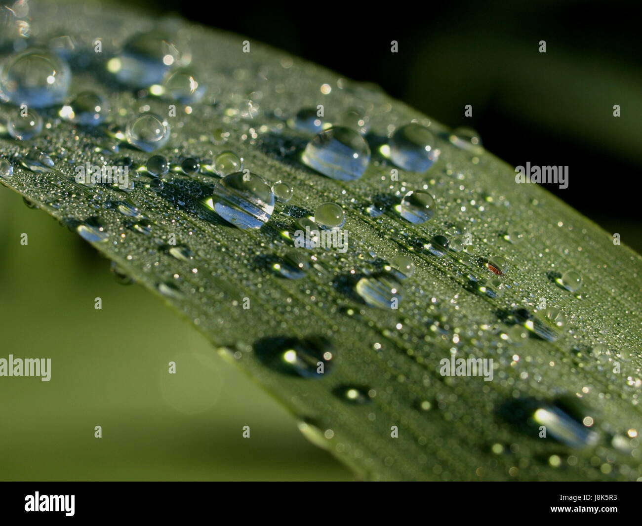 reed, water drop, waterdrop, water, bowls, mirroring, reed, water drop ...