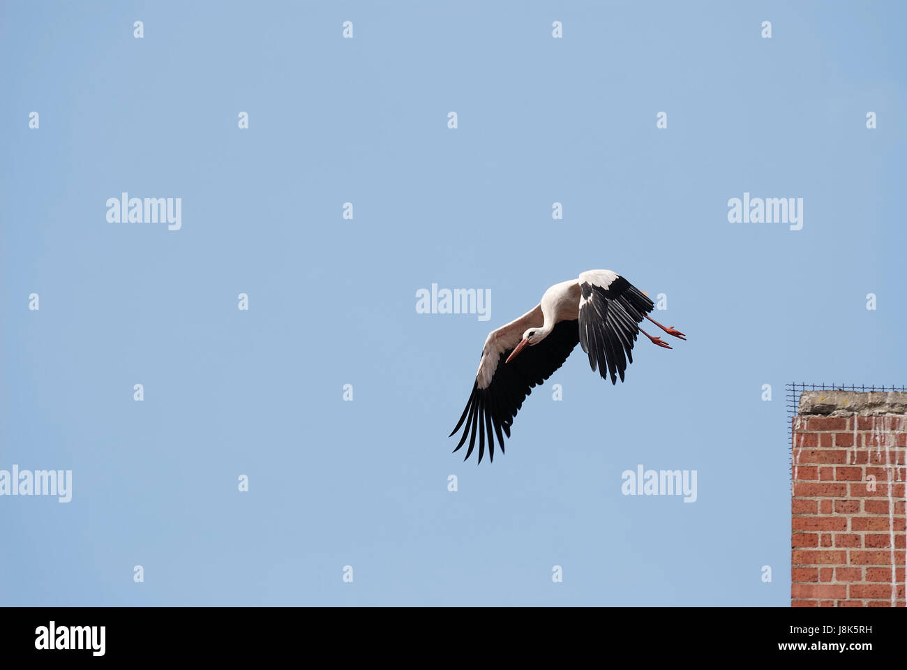 animal, bird, wing, beak, stork, wildlife, feather, firmament, sky ...