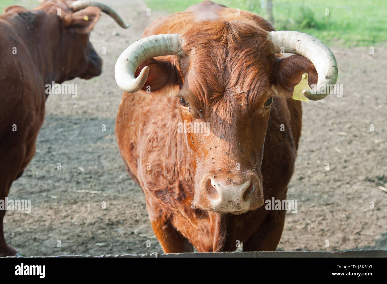 cornets, cow, bovine, farm animal, bull, bullock, head, insects ...