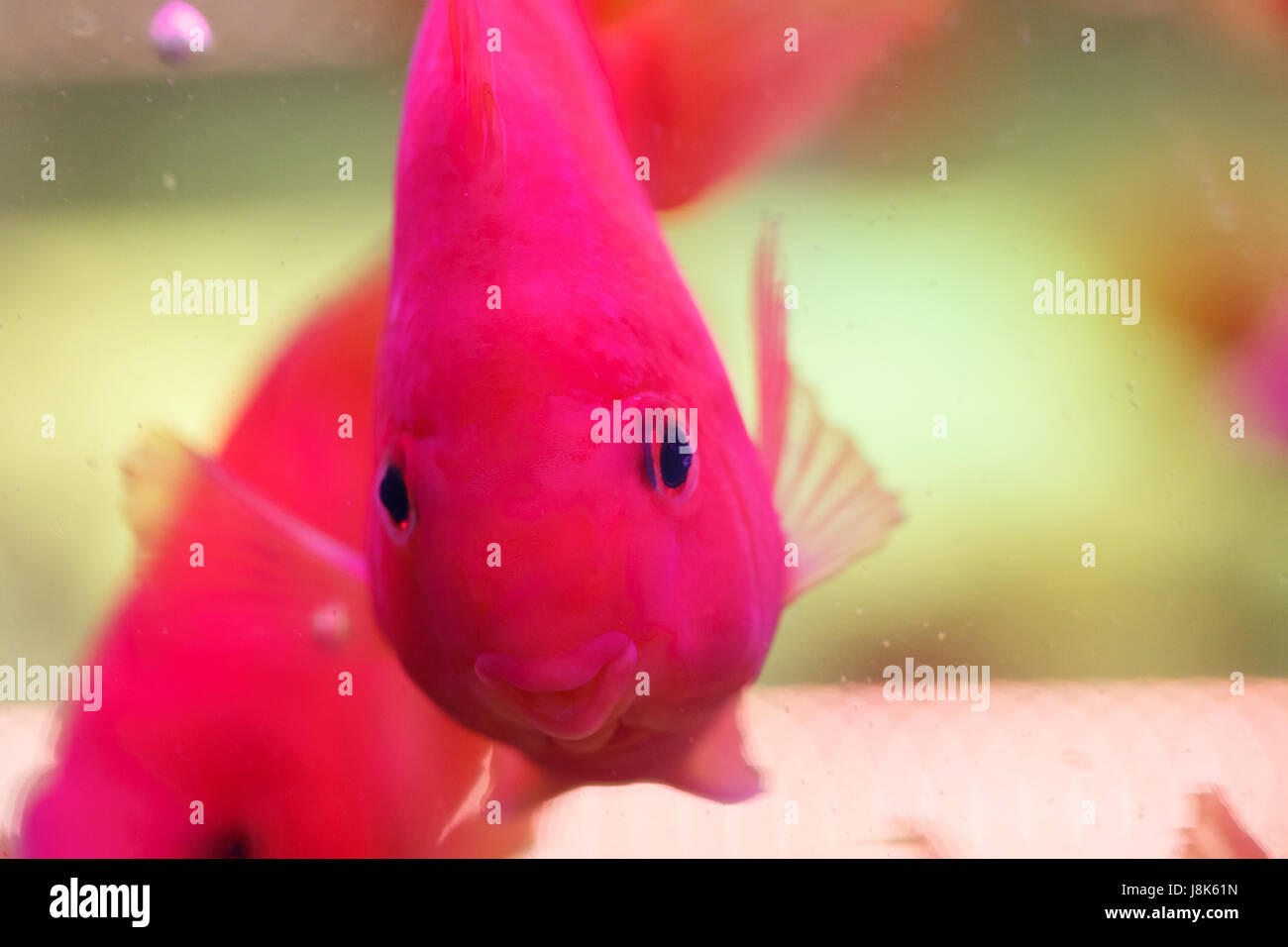 A colorful tropical fish is in the aquarium Stock Photo - Alamy