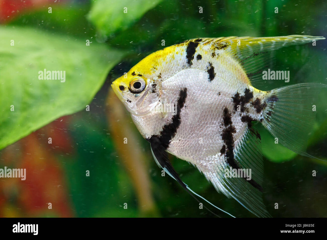 A colorful tropical fish is in the aquarium Stock Photo - Alamy