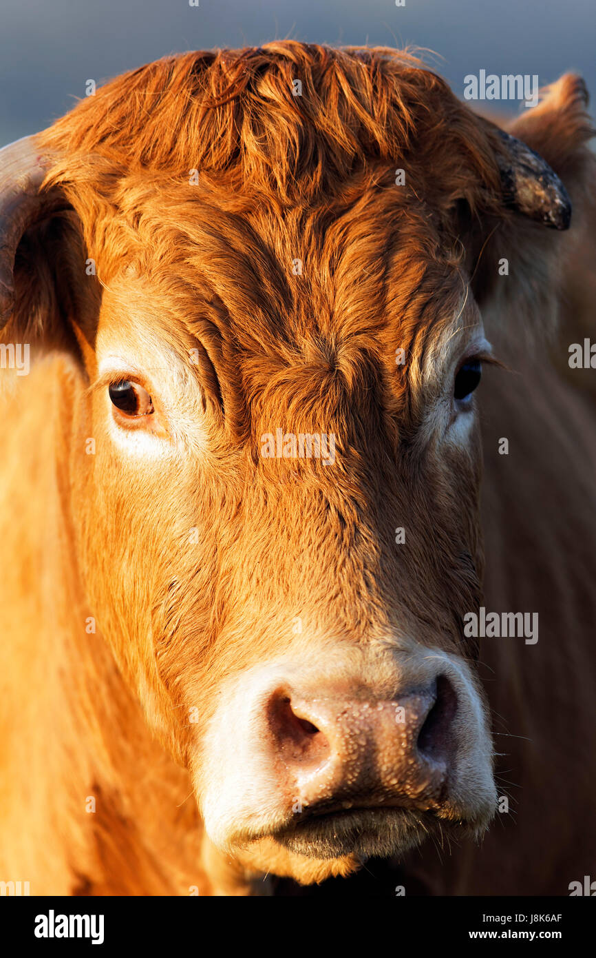 agriculture, farming, cow, farm animal, head, food, aliment, face ...