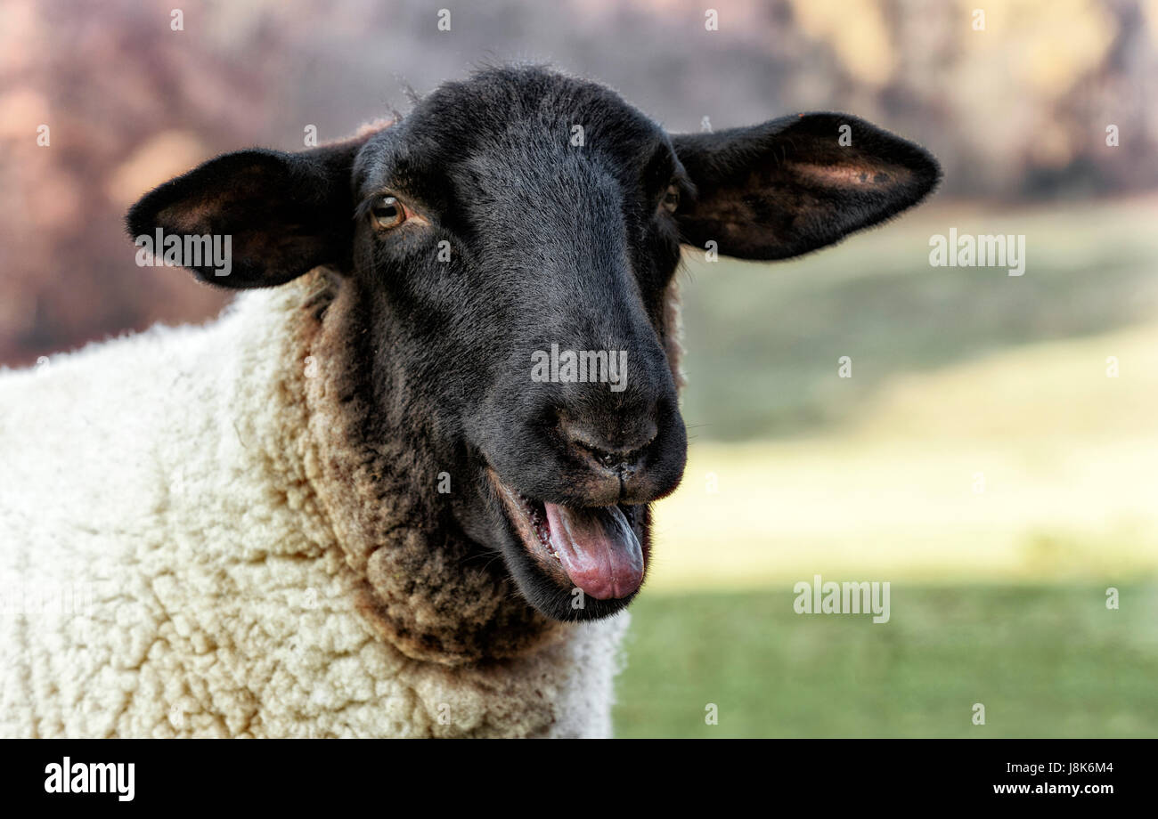 Nutz hi-res stock photography and images - Alamy