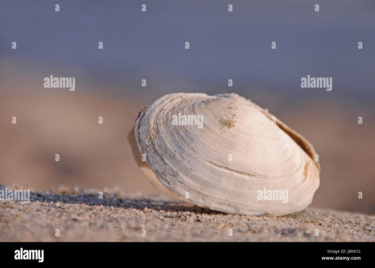 shell on the beach Stock Photo - Alamy