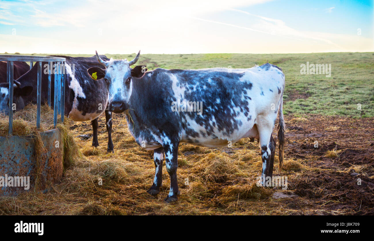 Cows Feeding in the morning Stock Photo - Alamy