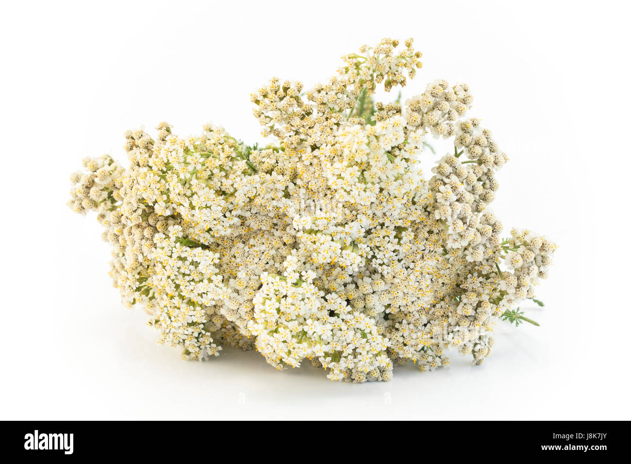 Yarrow, Achillea Millefolium Isolated on White Stock Photo - Alamy