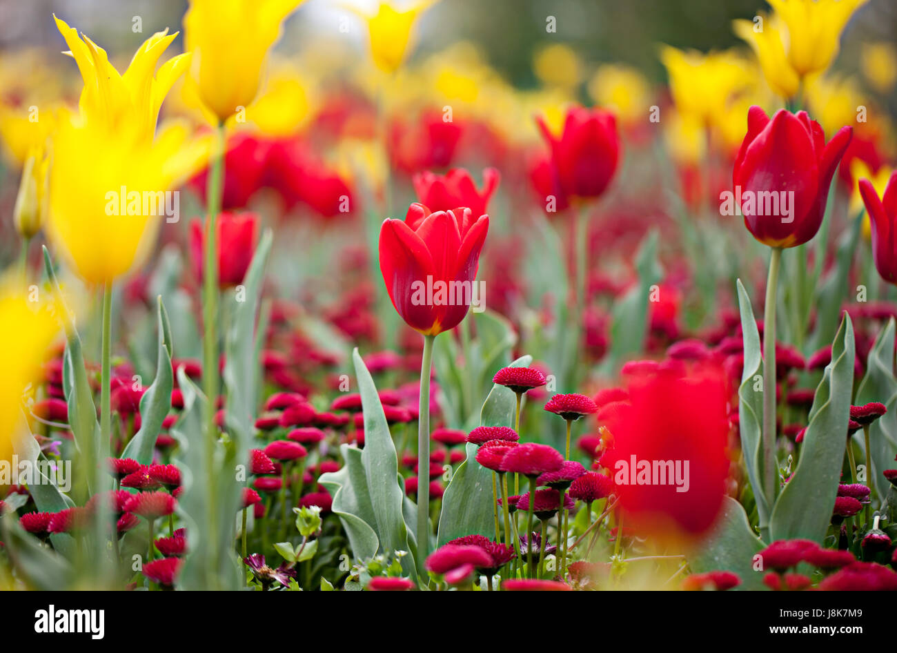 tulips and daisies Stock Photo - Alamy