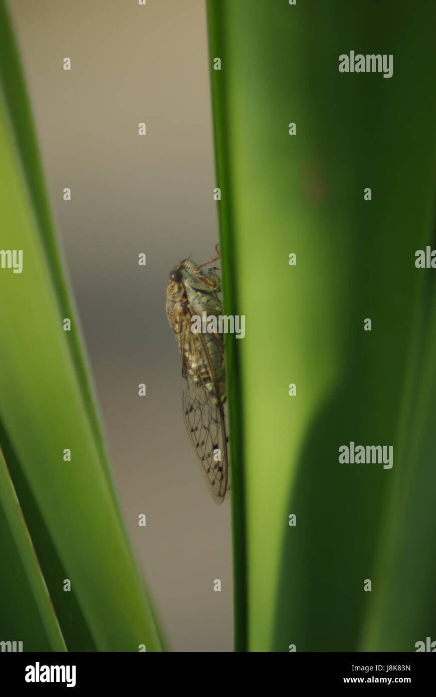 Very Loud Flying Insect High Resolution Stock Photography and Images ...