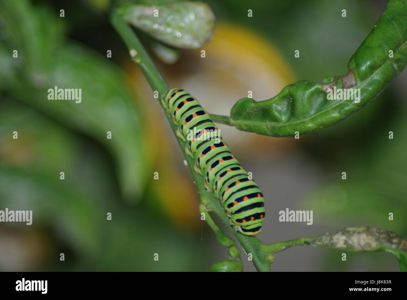 animal, insect, green, butterfly, caterpillar, larva, hispanic, spanish ...