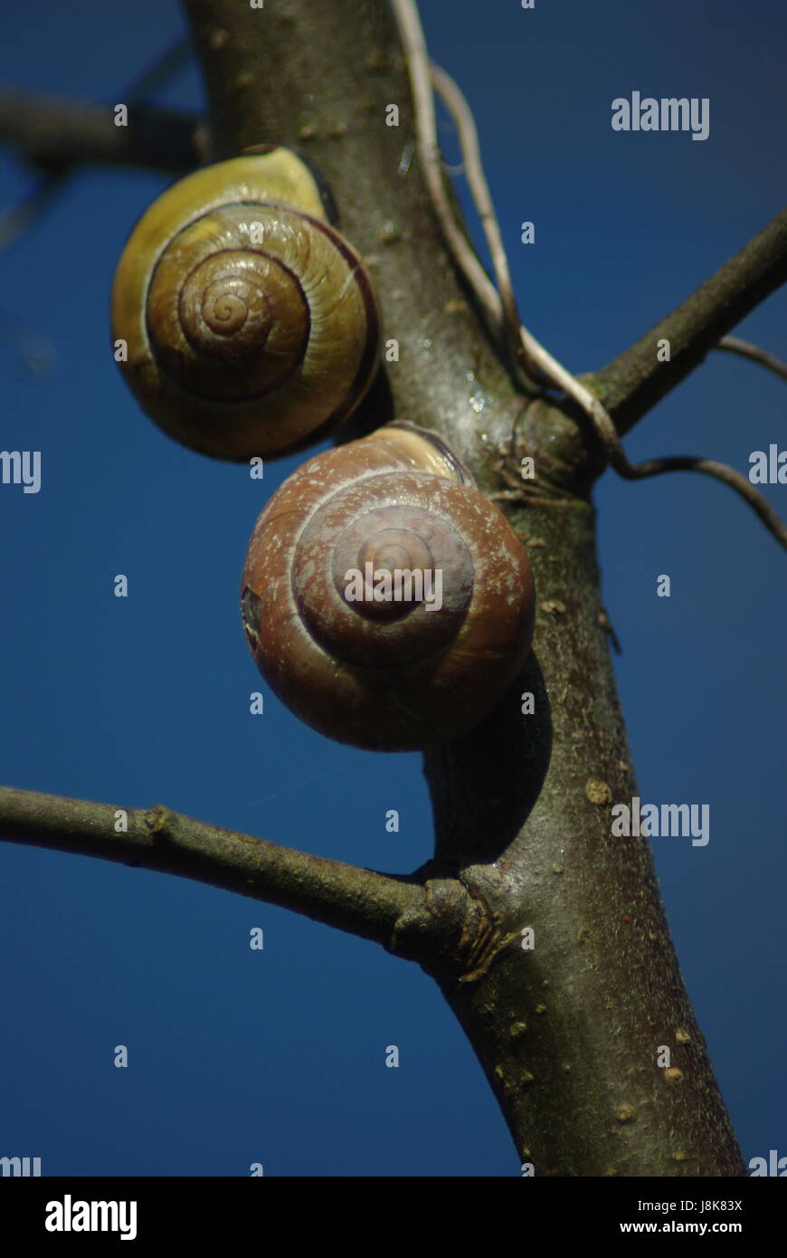 two snail shells Stock Photo - Alamy