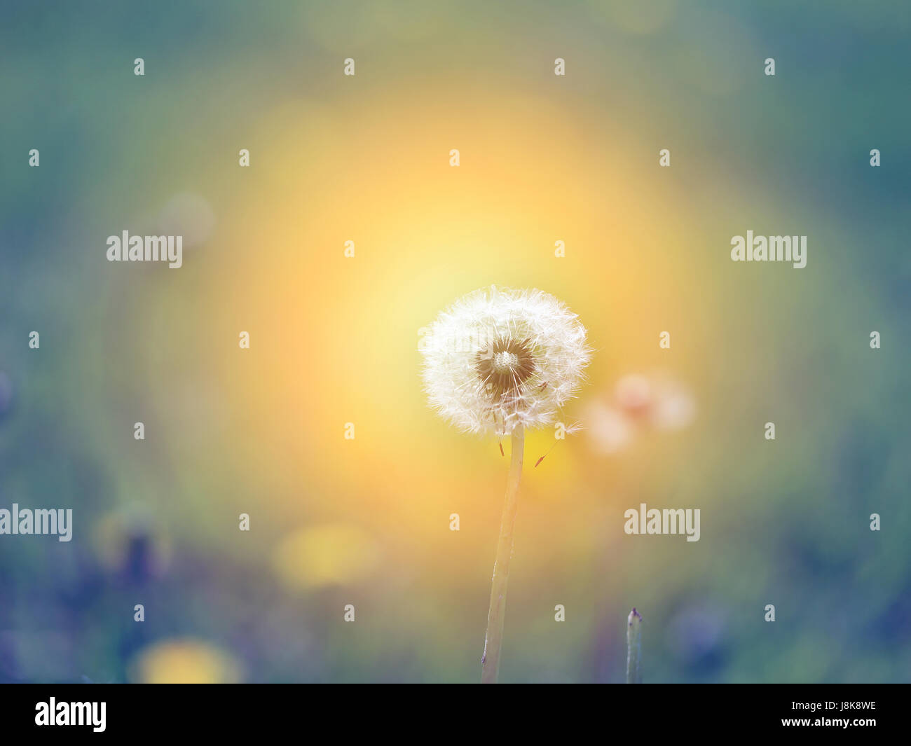 Beautiful retro photo of wonderful dandelions sunlit Stock Photo - Alamy