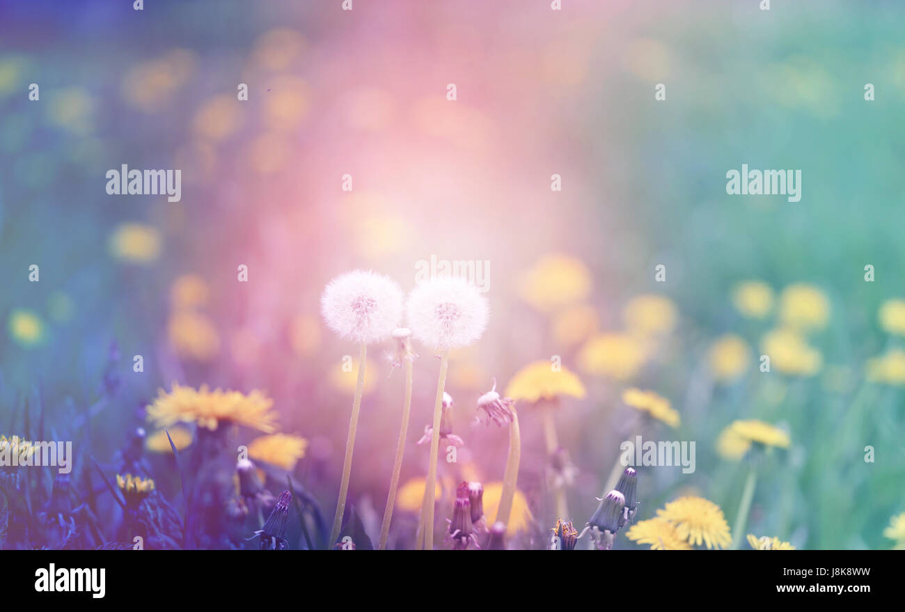 Beautiful retro photo of wonderful dandelions sunlit Stock Photo - Alamy