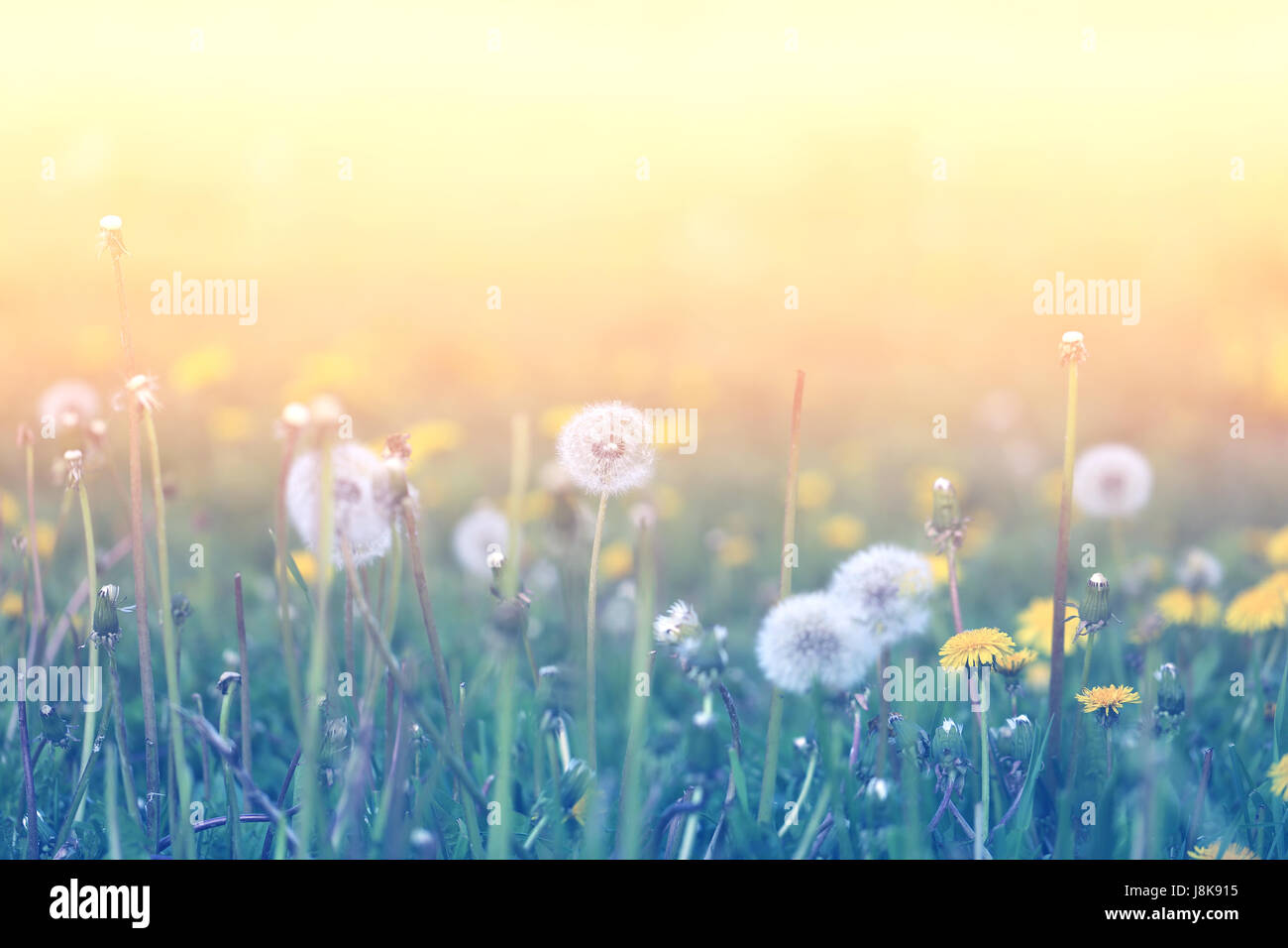Beautiful retro photo of wonderful dandelions sunlit Stock Photo - Alamy