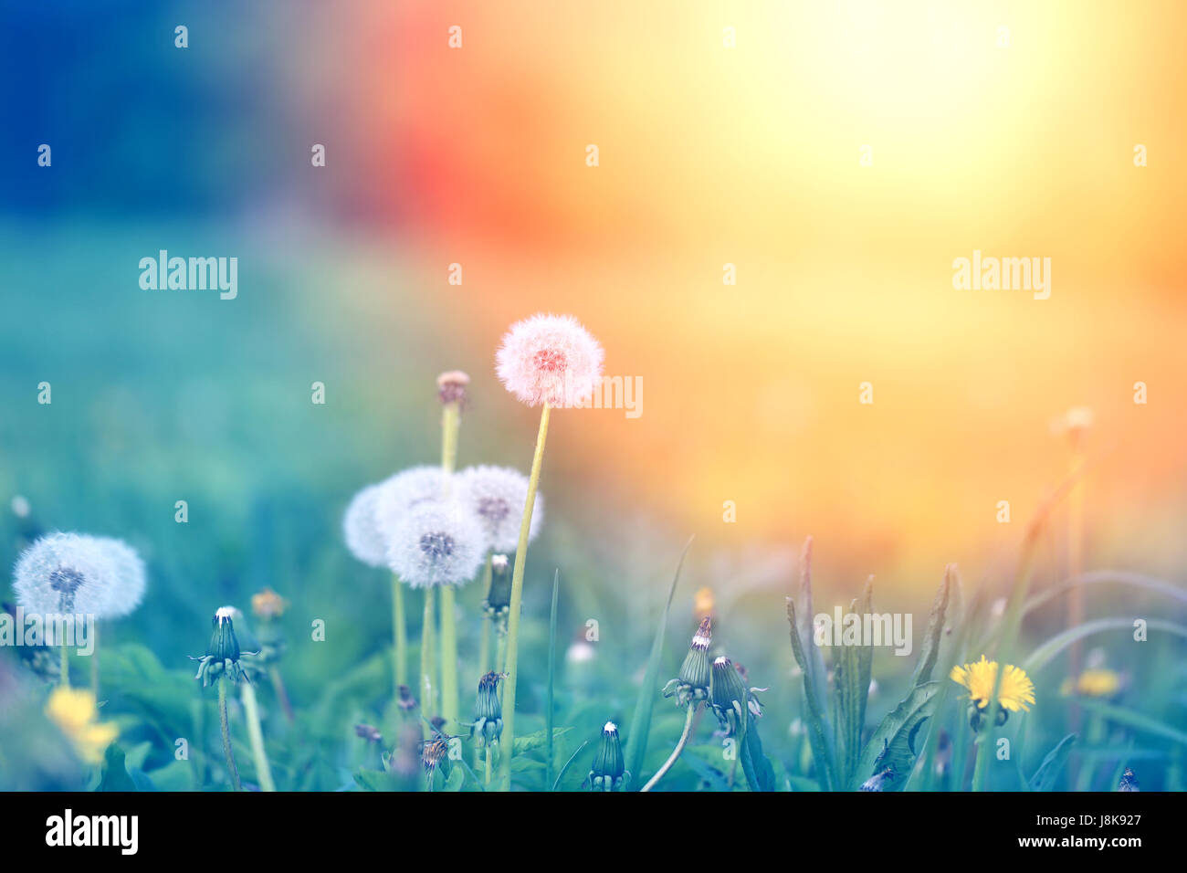 Beautiful retro photo of wonderful dandelions sunlit Stock Photo - Alamy