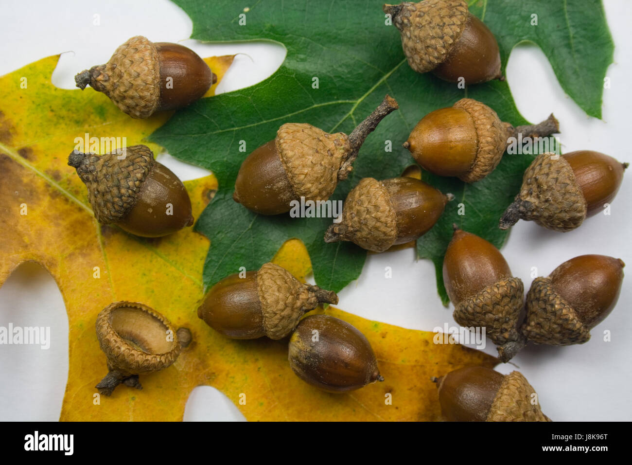 tree, trees, leaves, oak, acorn, acorns, foliage, fall, autumn, leaf ...