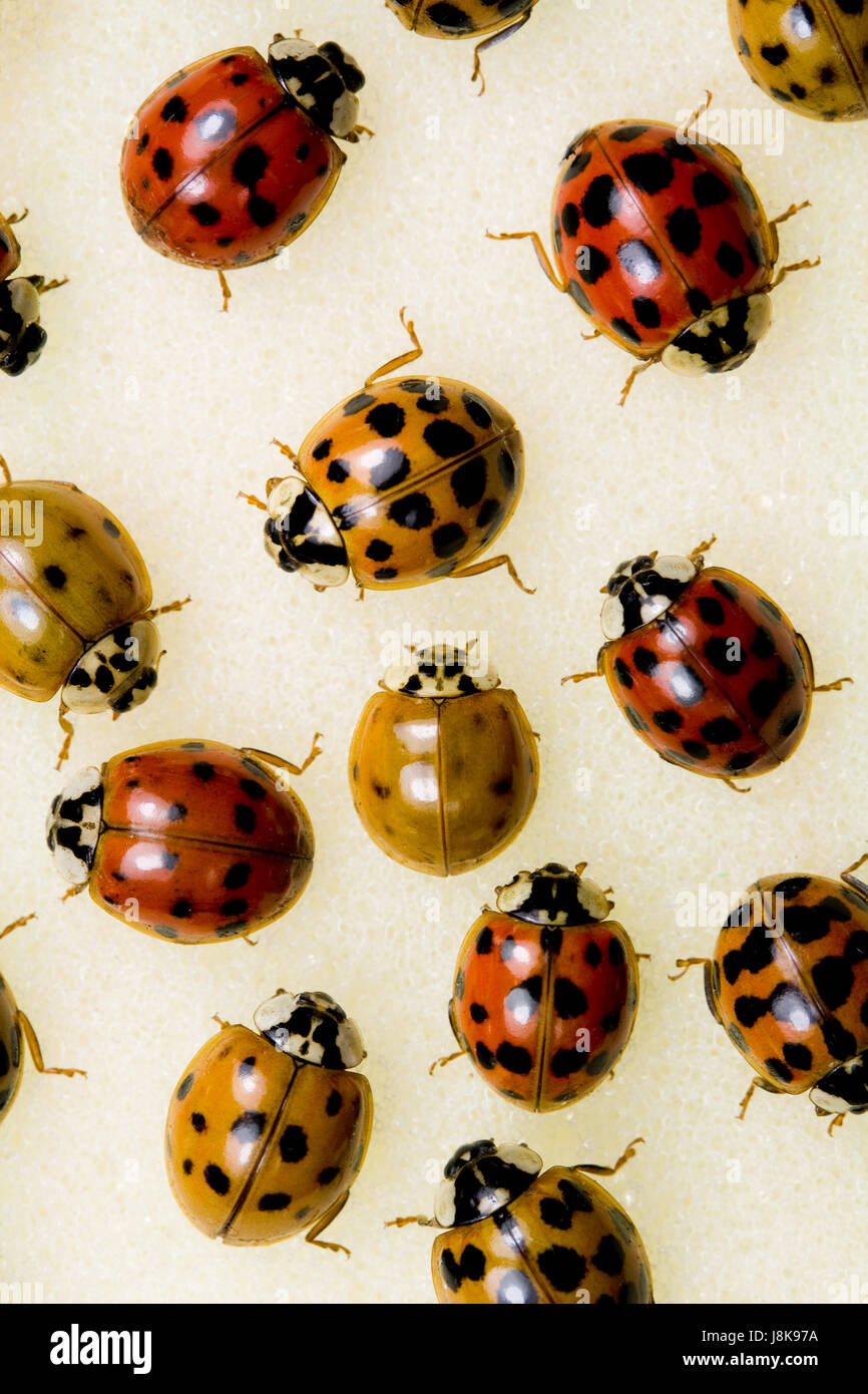 Asian beetles variety hi-res stock photography and images - Alamy