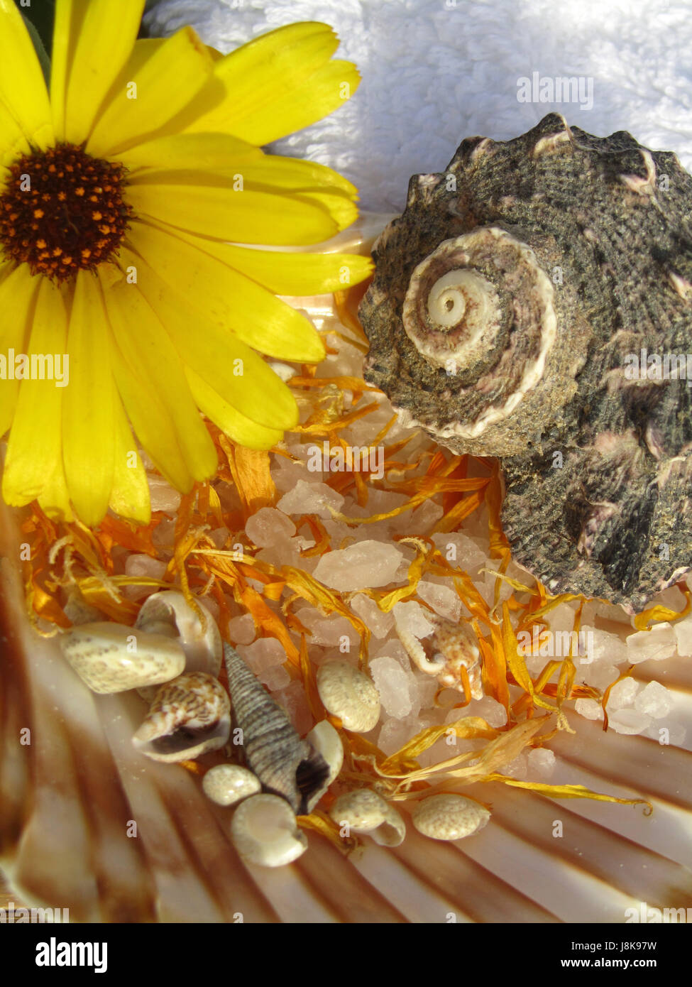 salt, shell, meditation, marigold, facilitate, ease, resting, relax ...