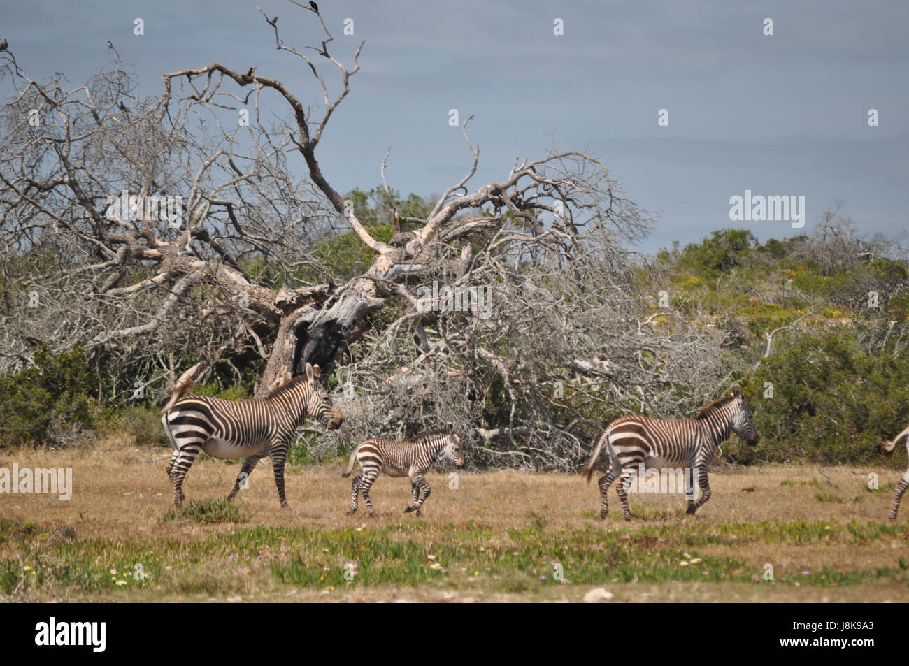 national park, africa, zebra, south africa, tree, trees, national park ...