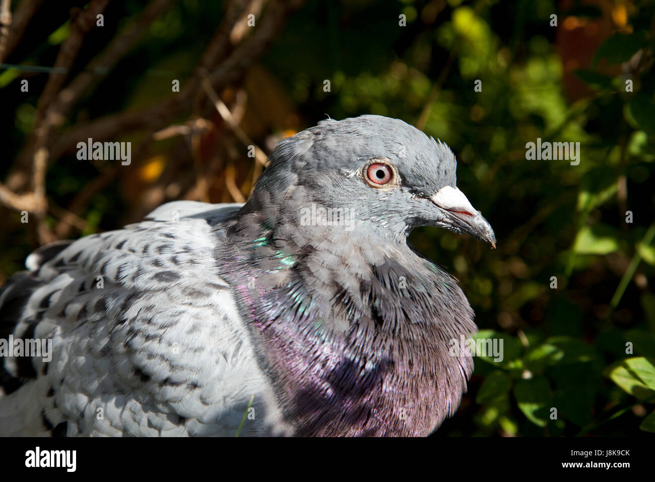 animal, bird, eye, organ, birds, eyes, beak, pigeon, carrier pigeon ...