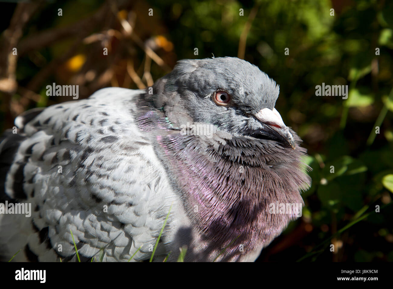 animal, bird, eye, organ, birds, eyes, beak, pigeon, carrier pigeon ...