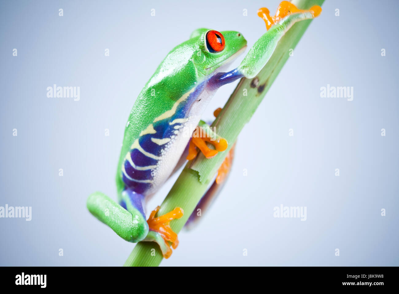 animal, pet, amphibian, fauna, animals, amphibians, frog, nature, blue ...