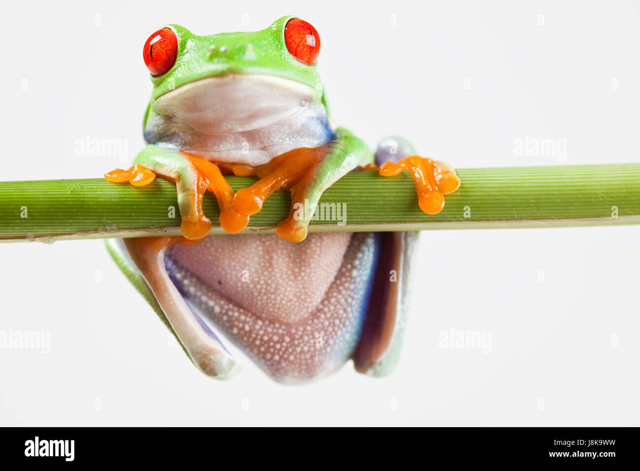 animal, pet, amphibian, fauna, animals, amphibians, frog, nature, blue ...