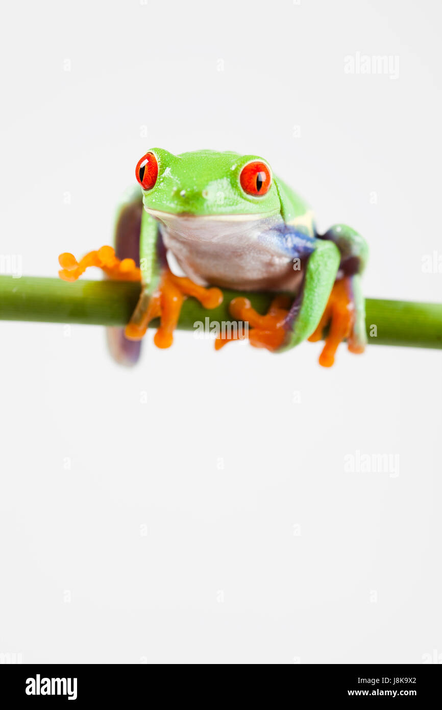 animal, pet, amphibian, fauna, animals, amphibians, frog, nature, blue ...