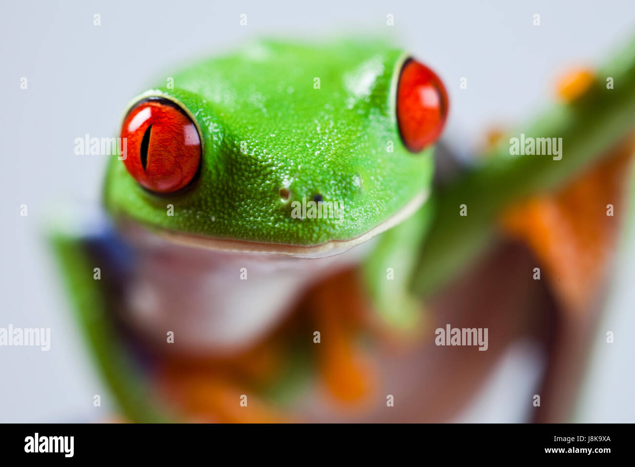 animal, pet, amphibian, fauna, animals, amphibians, frog, nature, blue ...