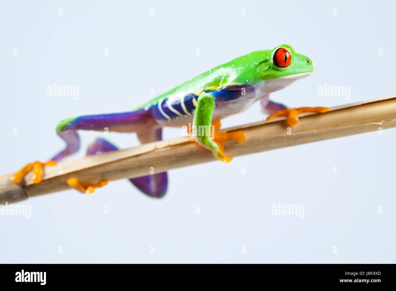 animal, pet, amphibian, fauna, animals, amphibians, frog, nature, blue ...