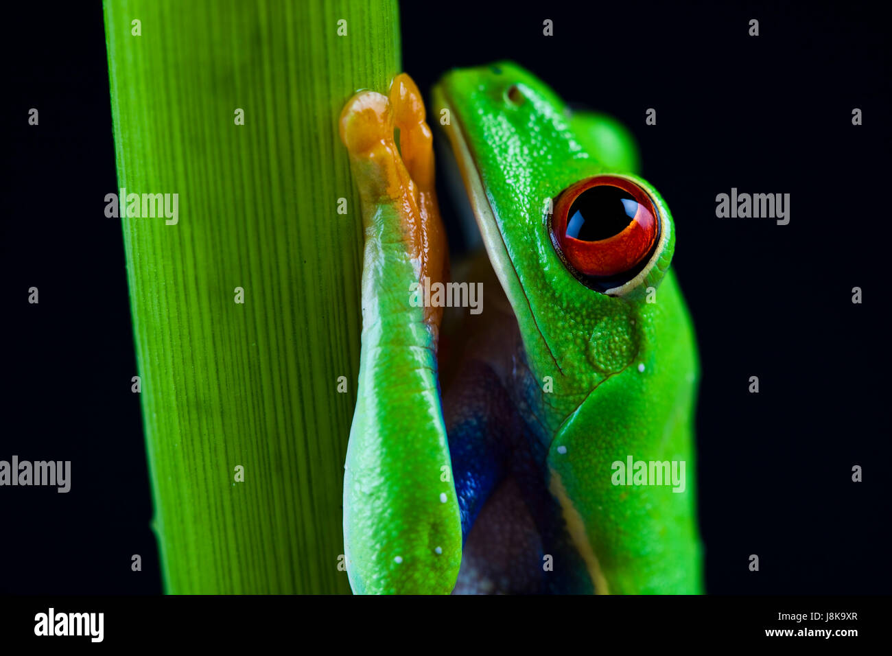 animal, pet, amphibian, animals, amphibians, frog, nature, blue, macro ...