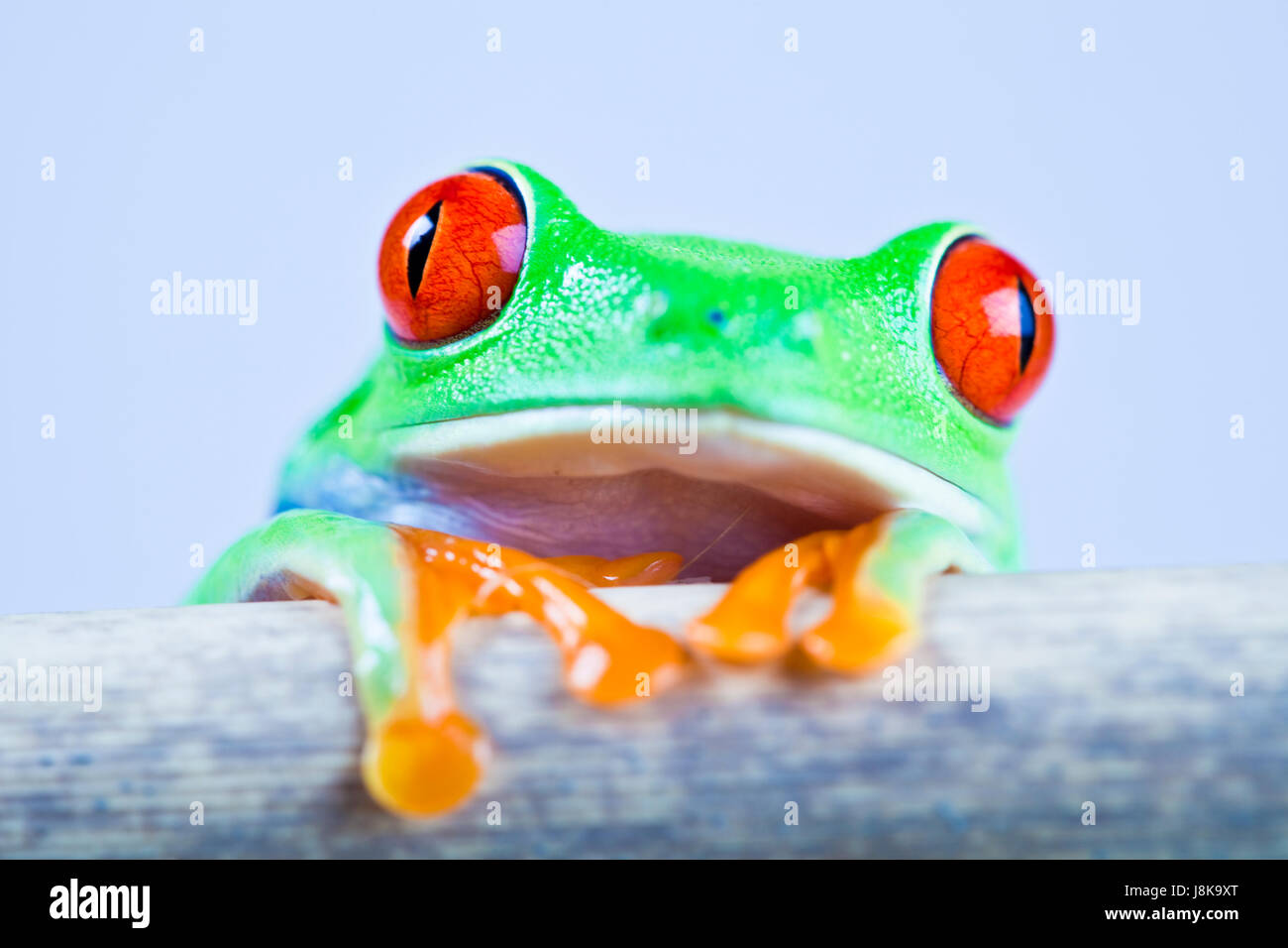 animal, pet, amphibian, fauna, animals, amphibians, frog, nature, blue ...