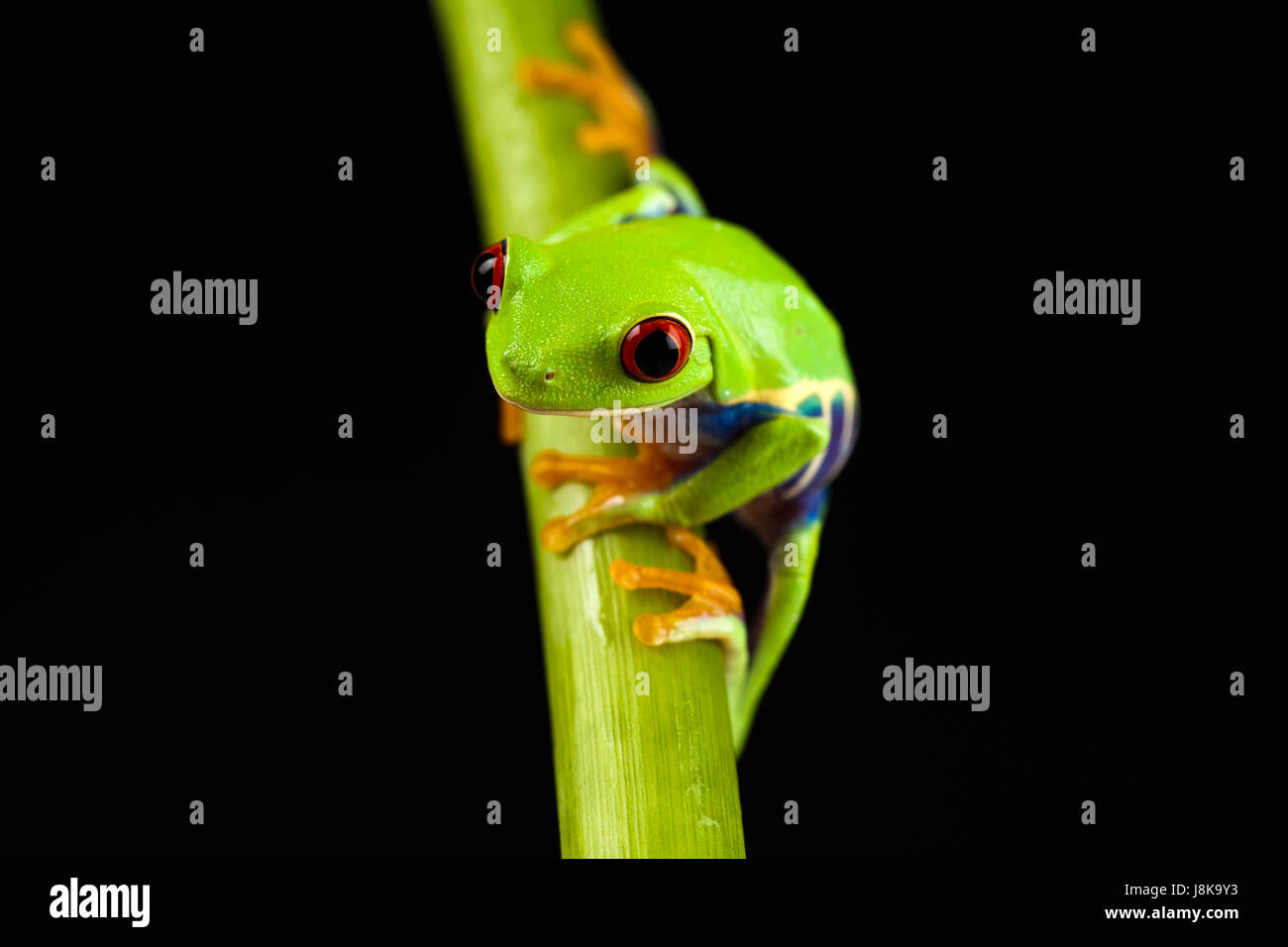 animal, pet, amphibian, animals, amphibians, frog, nature, blue, macro ...