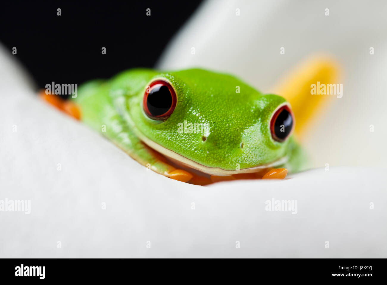 animal, pet, amphibian, animals, amphibians, frog, nature, blue, macro ...