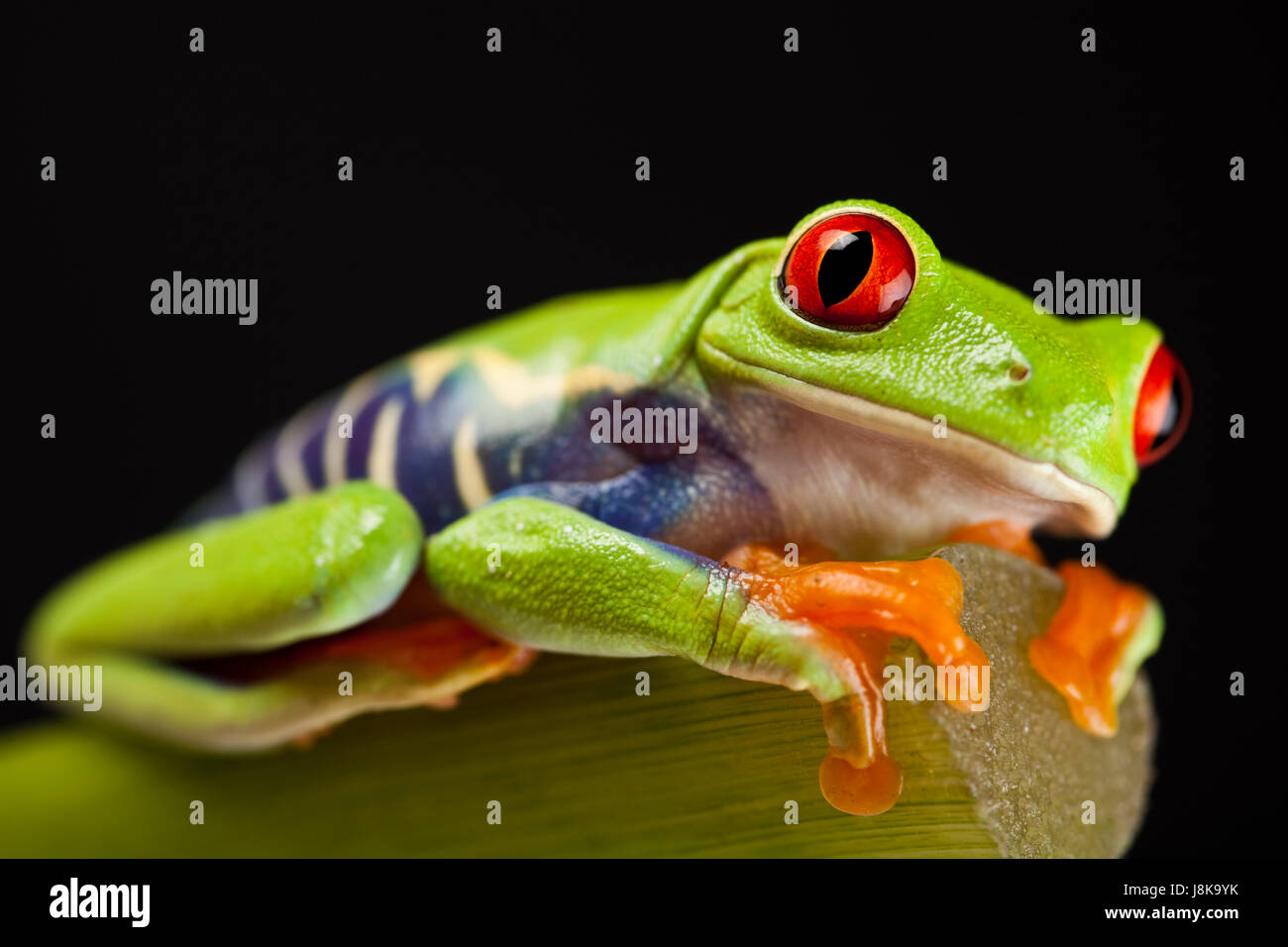 animal, pet, amphibian, fauna, animals, amphibians, frog, nature, blue ...