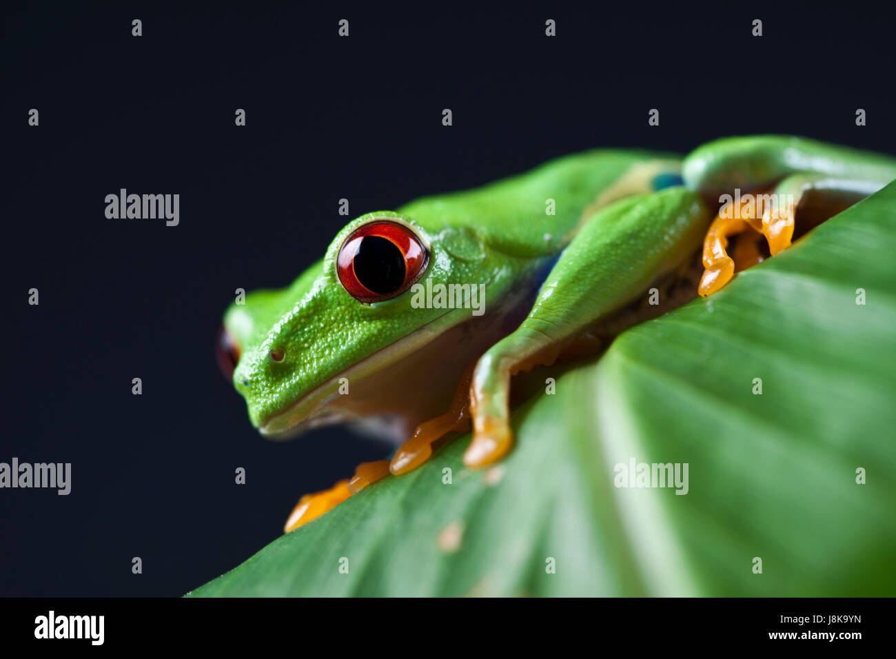 animal, pet, amphibian, animals, amphibians, frog, nature, blue, macro ...