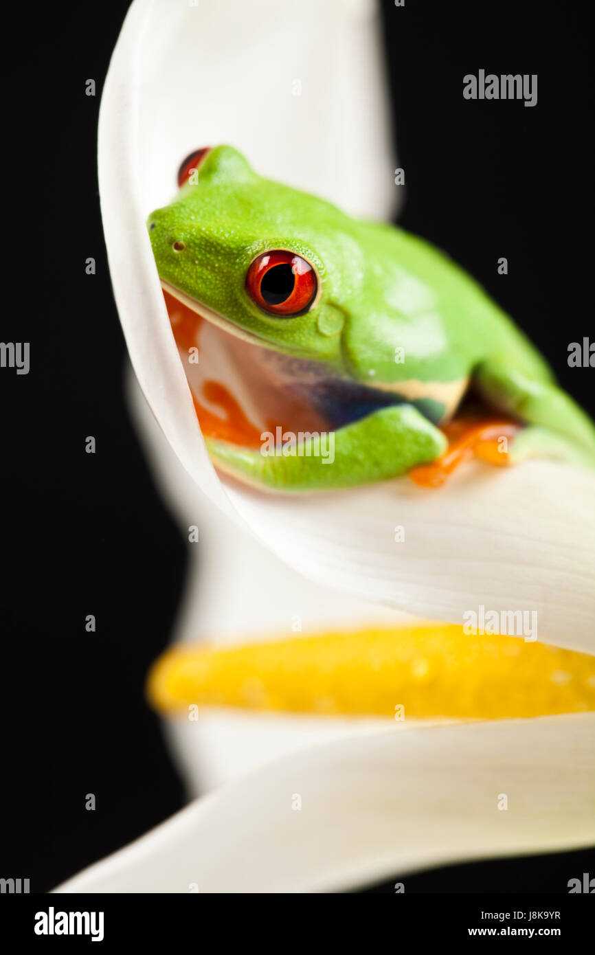 animal, pet, amphibian, animals, amphibians, frog, nature, blue, macro ...
