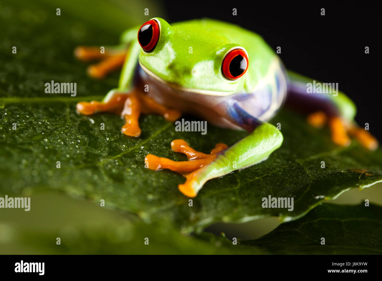 animal, pet, amphibian, fauna, animals, amphibians, frog, nature, blue ...