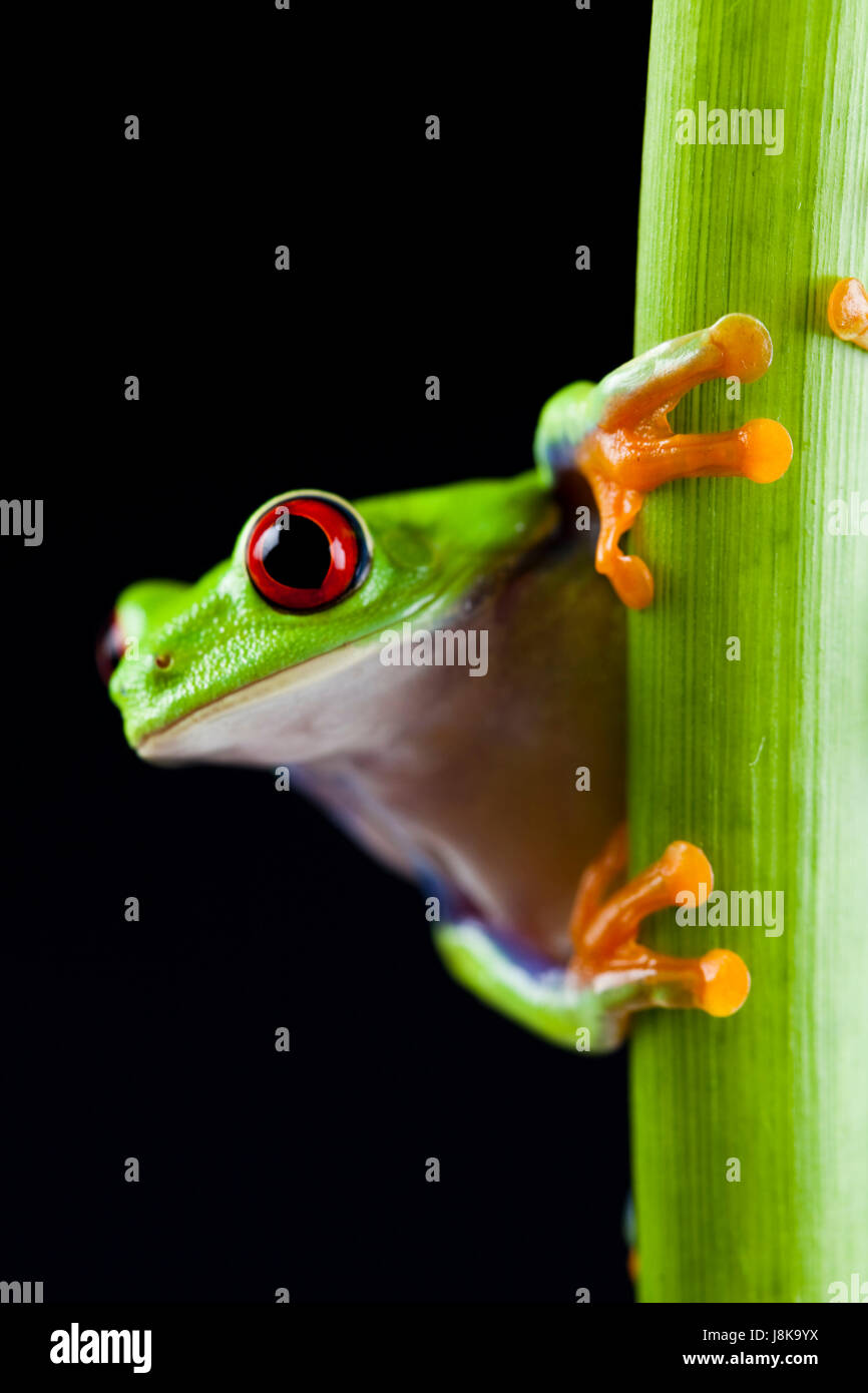 animal, pet, amphibian, animals, amphibians, frog, nature, blue, macro ...