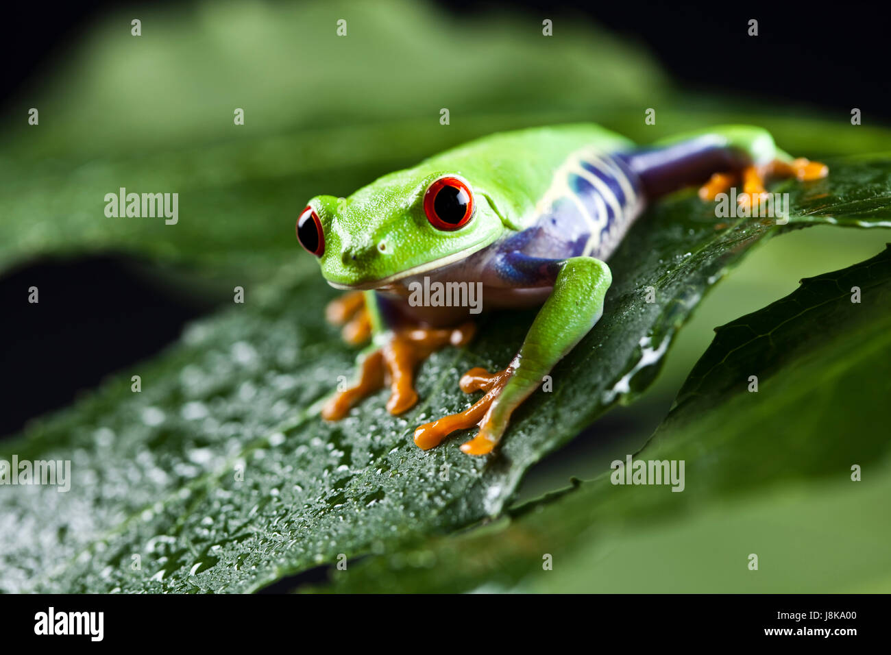 animal, pet, amphibian, animals, amphibians, frog, nature, blue, macro ...
