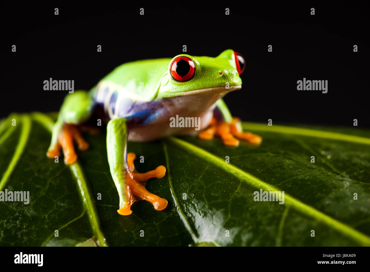 animal, pet, amphibian, fauna, animals, amphibians, frog, nature, blue ...