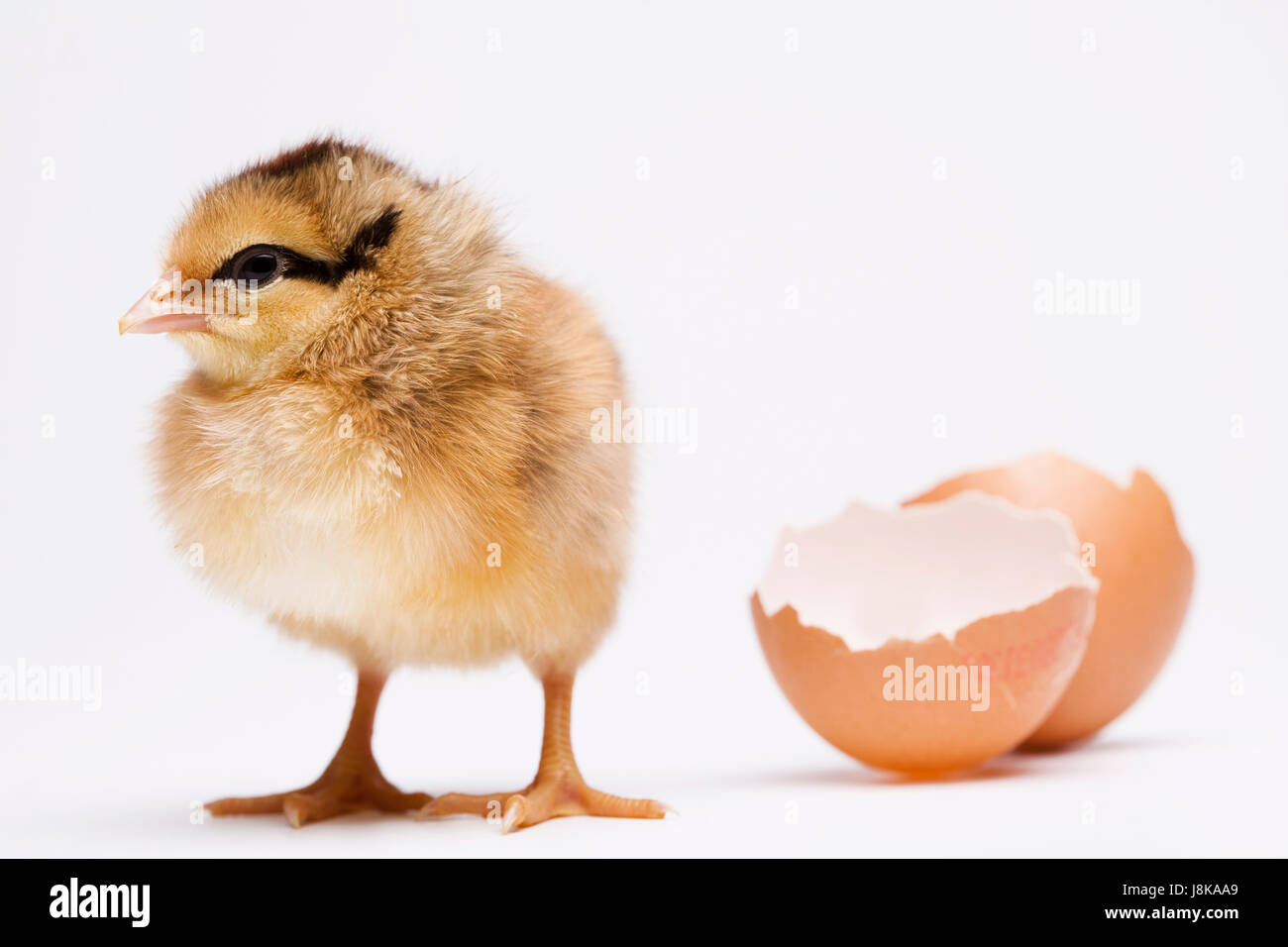 animal, bird, small, tiny, little, short, easter, cub, baby, chicken ...